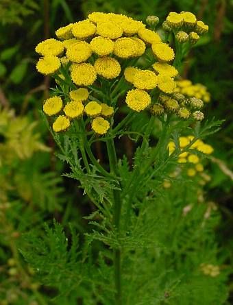 Tansy - Medicinal Herb Info