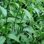 Sabah Snake Grass - Medicinal Herb Info