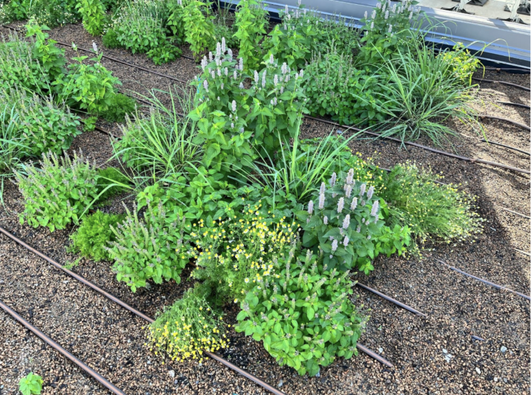 Goldthread - Medicinal Herb Info