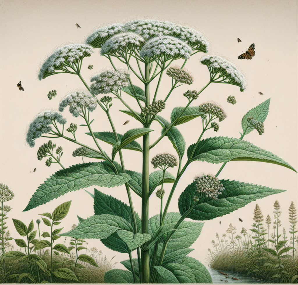 Top Health Benefits of Drinking Yarrow Tea Daily - Medicinal Herb Info