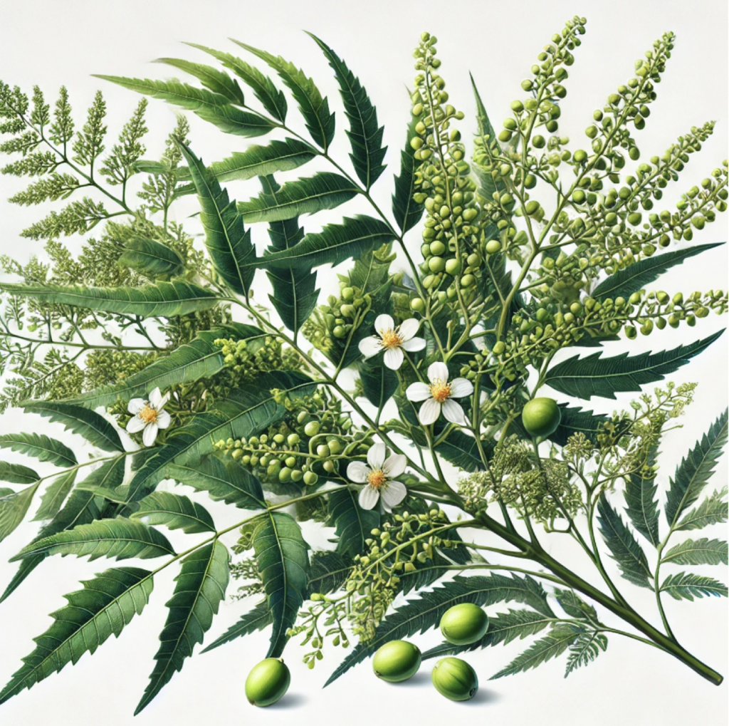 Poke Root Benefits and Side Effects You Should Know - Medicinal Herb Info