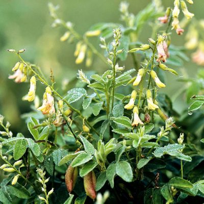 Goldthread - Medicinal Herb Info