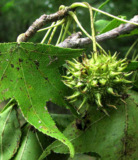 Sweet Gum - Medicinal Herb Info