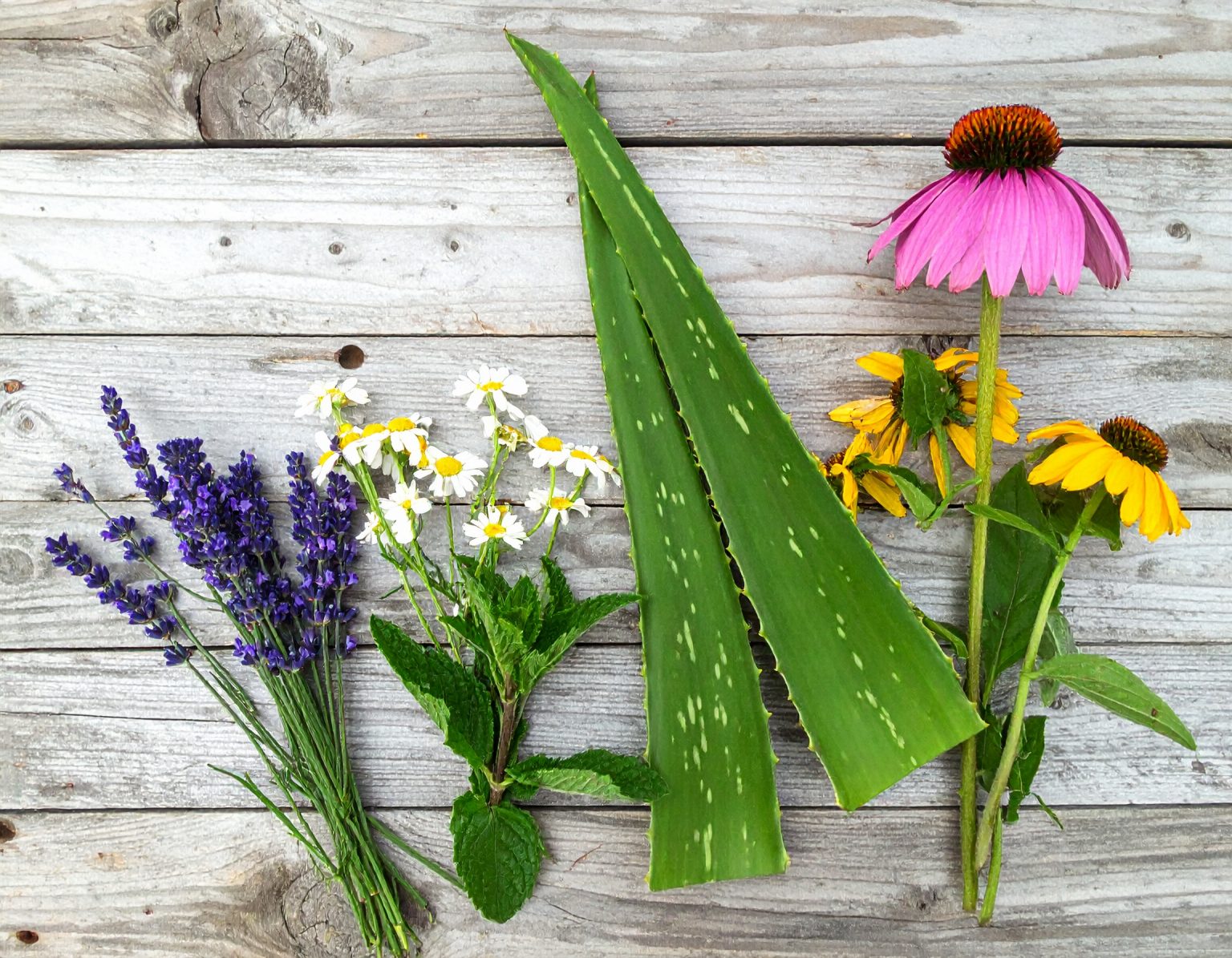 The Spice Route Secrets: How Ancient Herbs Shaped World History