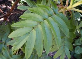 Kousso - Medicinal Herb Info